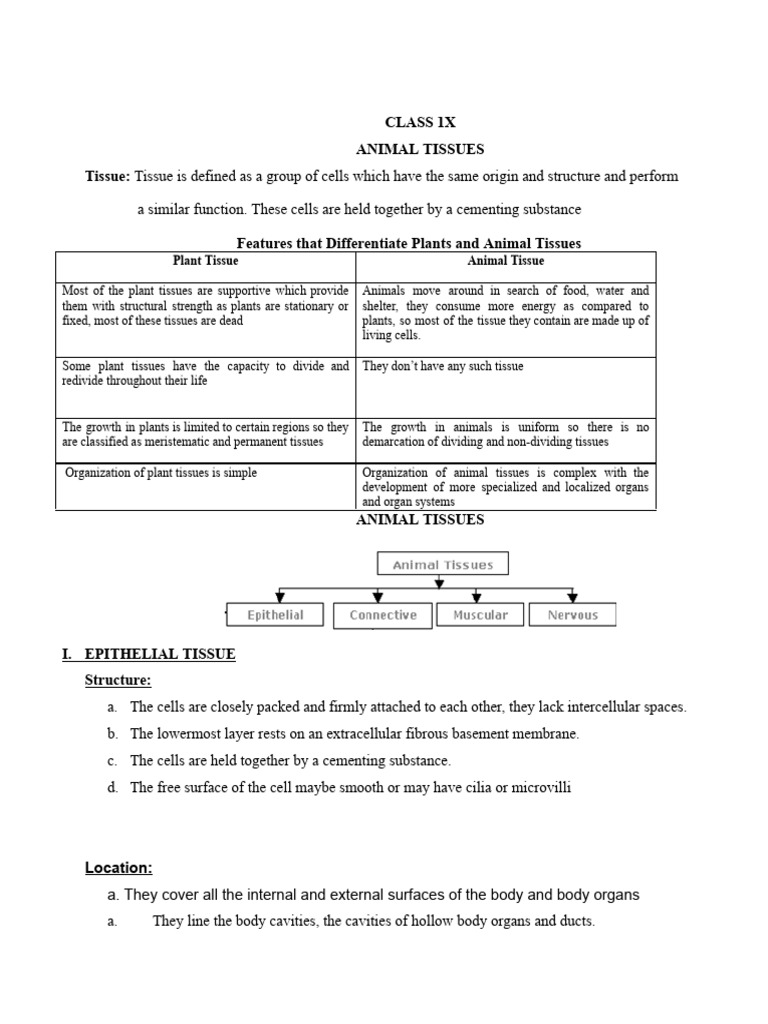 Animal Tissues Notes | PDF | Epithelium | Muscle