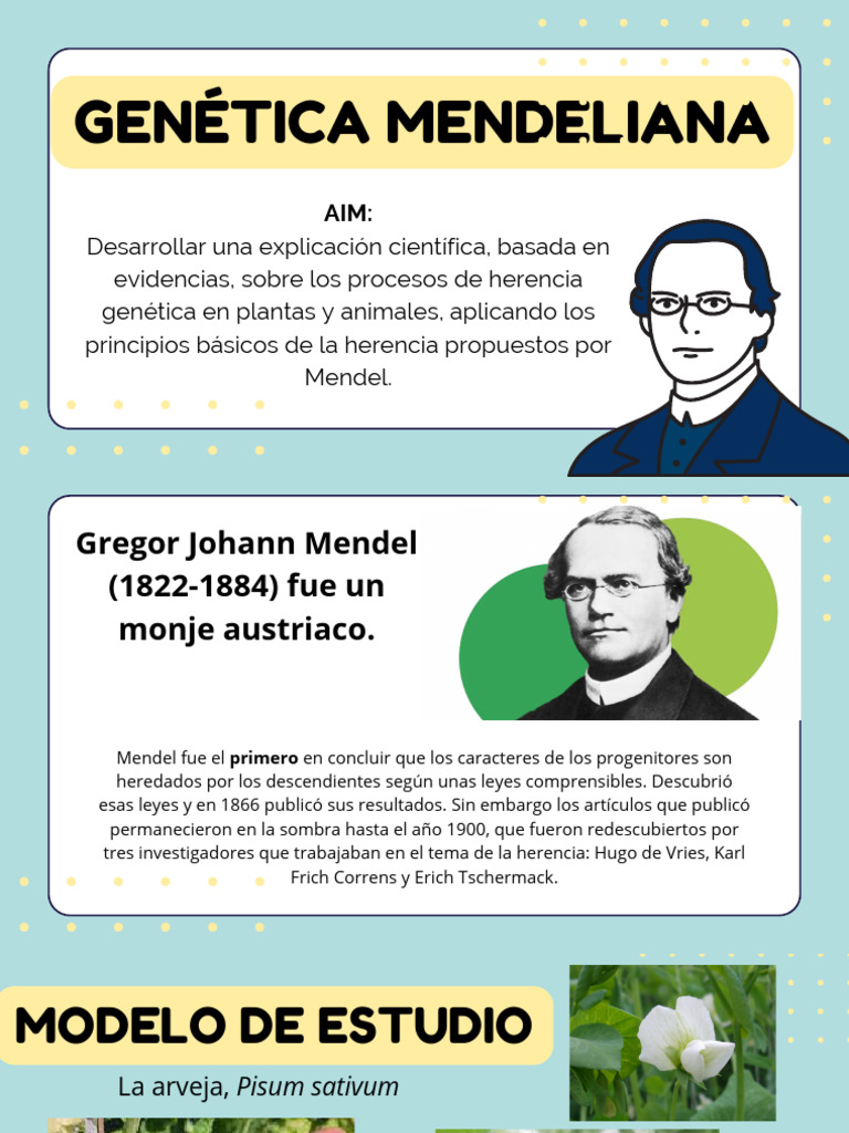 Clase 7 y 8 GeneÌ Tica Mendeliana | PDF | Dominancia (Genética) | Evolución biológica