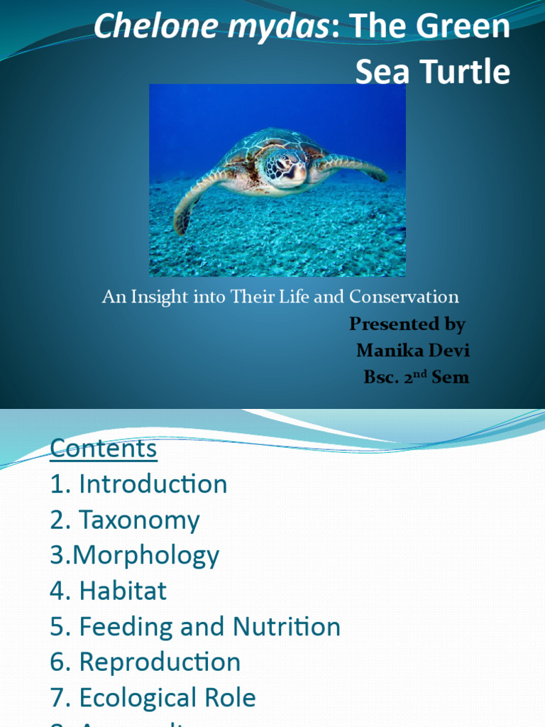 Green Sea Turtle: Life & Conservation Insights | PDF | Natural ...