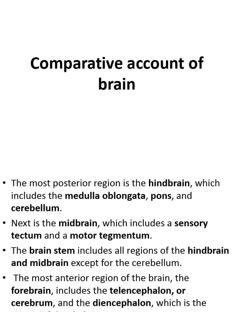 Comparative Brain Evolution in Vertebrates | PDF | Wellness | Science ...