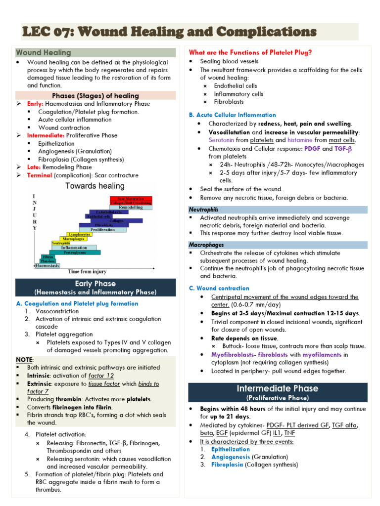 Wound Healing-Collective Notes | Download Free PDF | Wound Healing ...