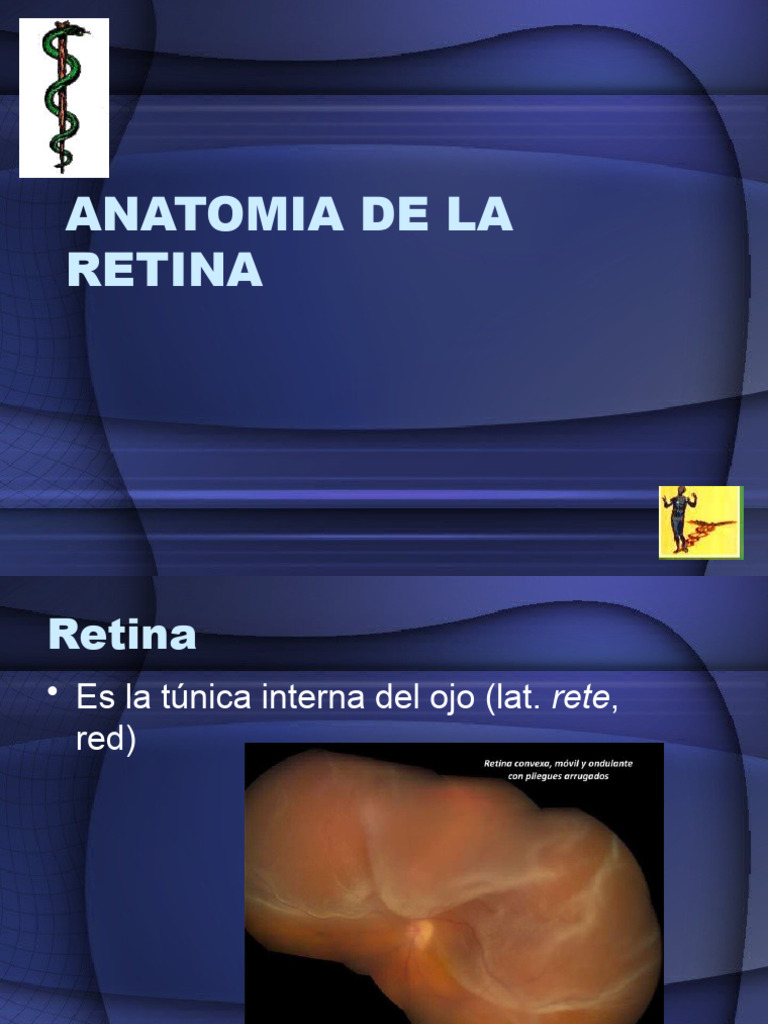 Anatomía y Estructura de la Retina | PDF | Retina | Artería