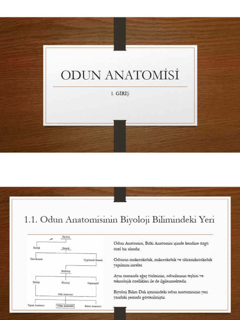 ORU110 Odun Anatomisi Ders Notu | PDF