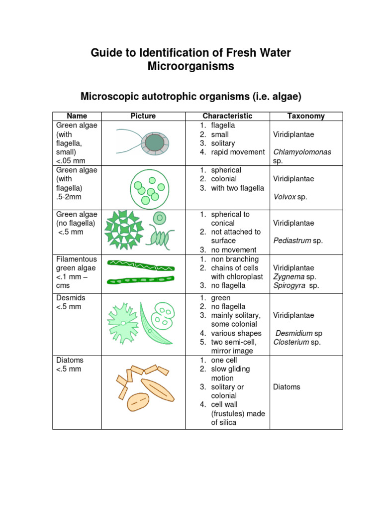 Guide_identification_freshwater_microorgnisms | Download Free PDF ...