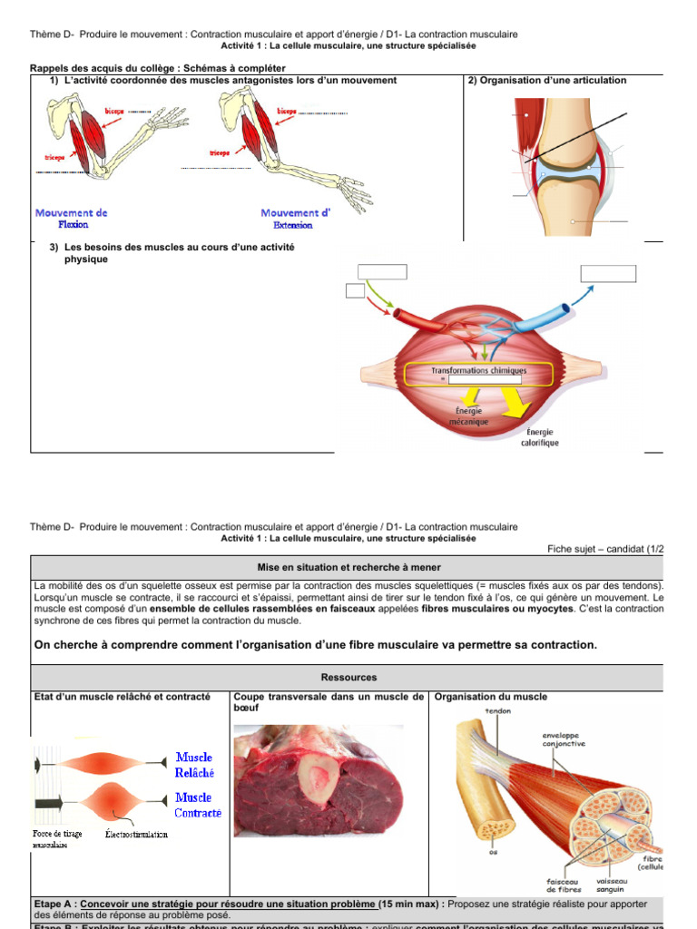 Schéma de la contraction musculaire | PDF | Muscle | Contraction du muscle