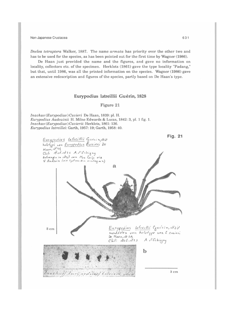 Decapoda Classification Overview | PDF | Scientific Classification ...
