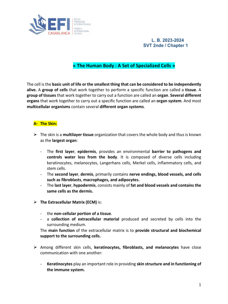 Chapter1 Lesson, Specialized Cells | PDF | Cell (Biology) | Skin