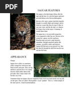Jaguar: Facts and Behavior Insights | PDF | Jaguar | Felids