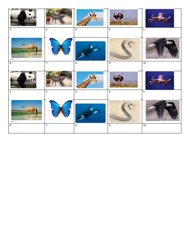 Year 5 Spelling Unit 3 Wildlife Animals | PDF
