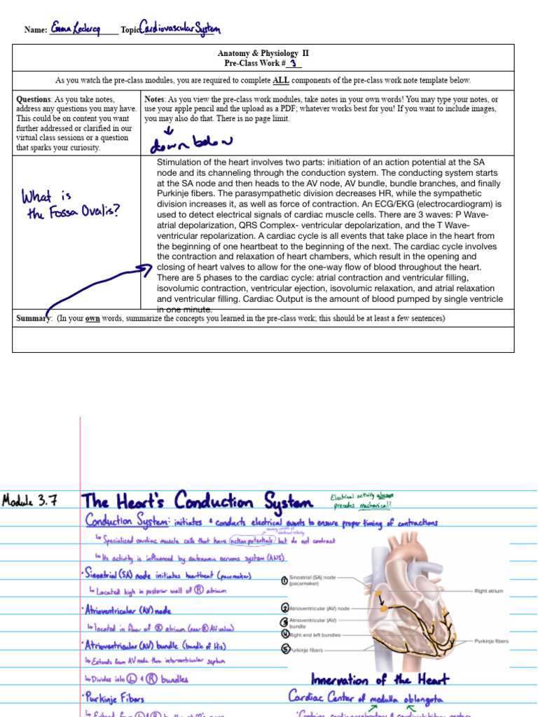 AP 2 PCW #3 - Cardiovascular - Module 3.7-3.10 | Download Free PDF ...