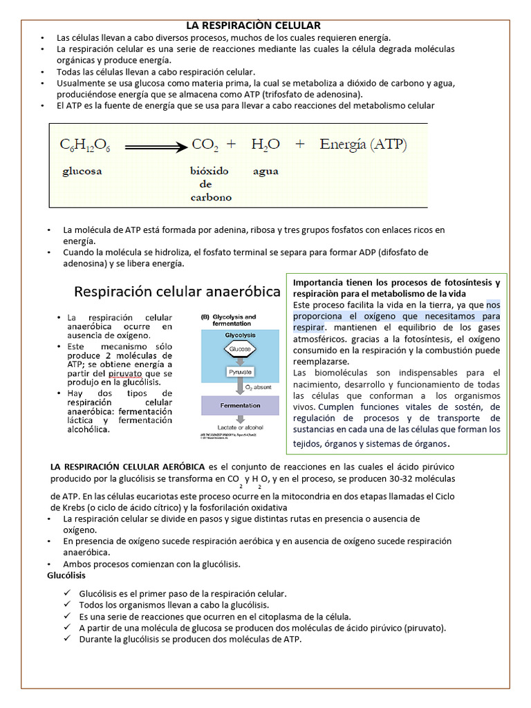 la respiraciòn celular (4) | PDF | Respiración celular | Trifosfato de adenosina