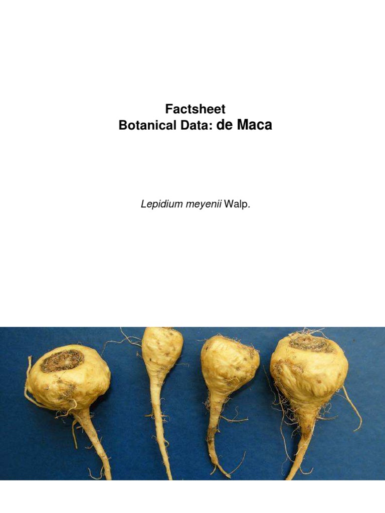 Factsheet Botanical Data: de Maca | PDF | Crop Rotation | Soil