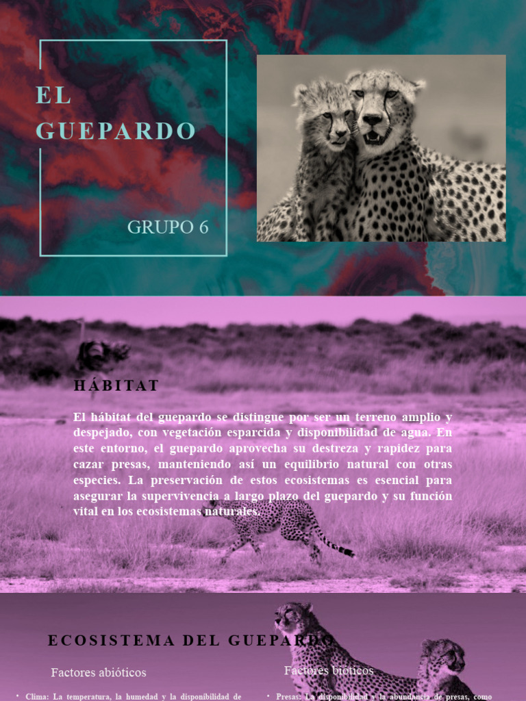 El Guepardo | PDF | Depredación | León