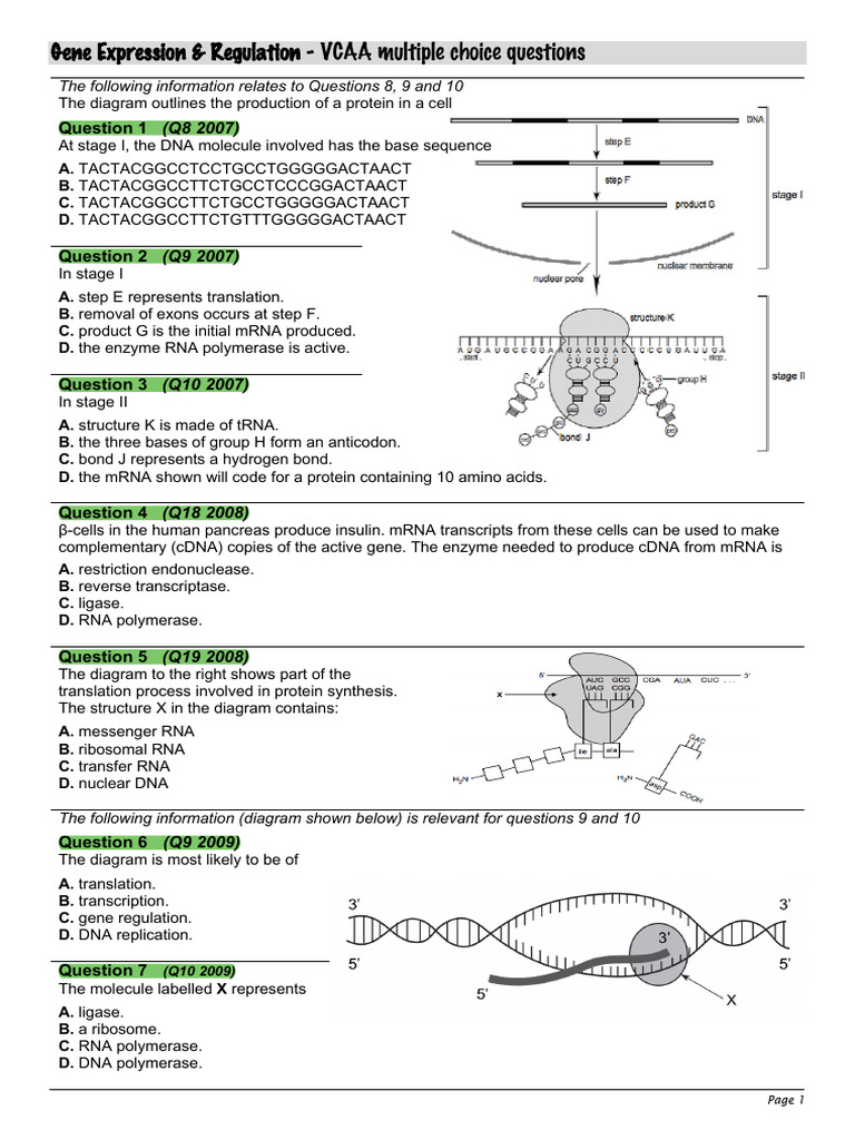 VCAA 1 - Nucleic Acids Gene Reg | PDF | Operon | Gene