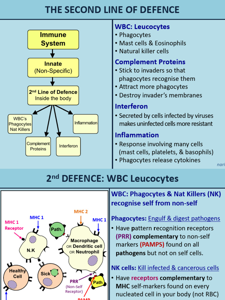 2b - Innate Immunity | PDF | Phagocyte | Innate Immune System