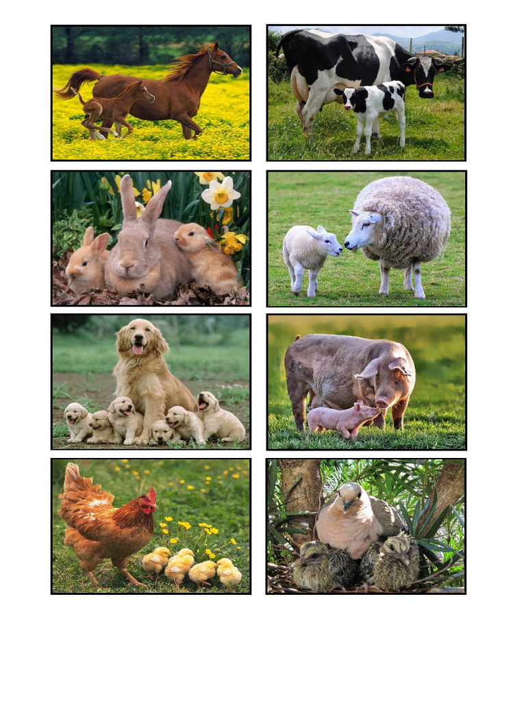 Animales y Sus Crías Imágenes | PDF