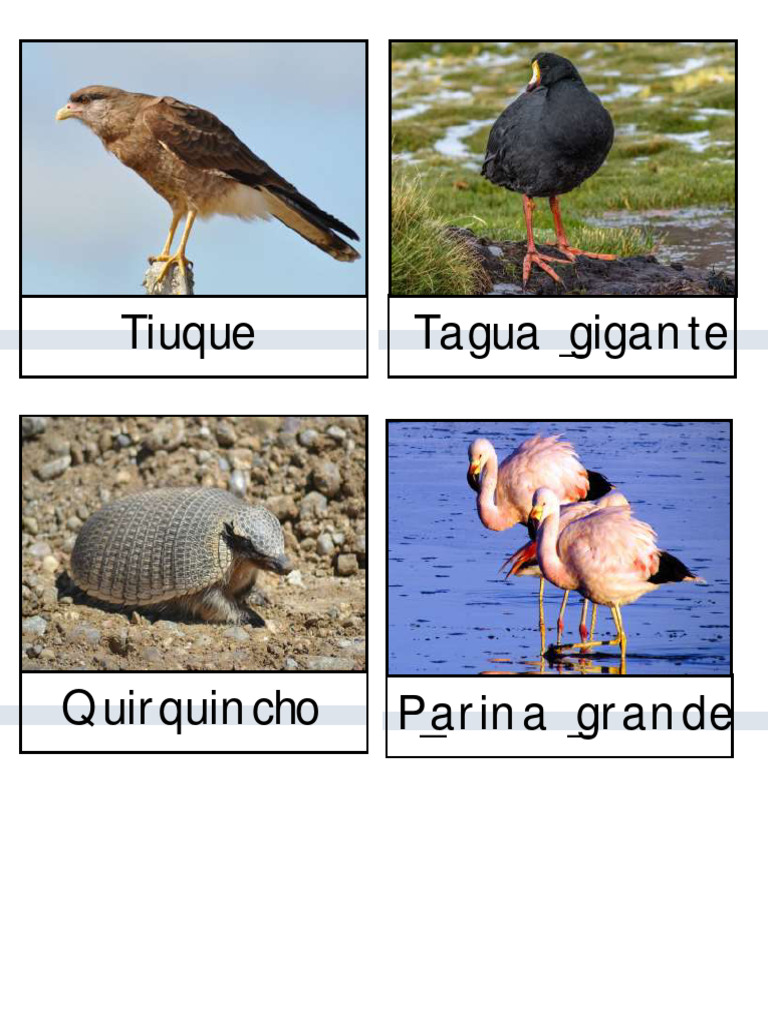 Fauna de la Zona Norte de Chile | PDF