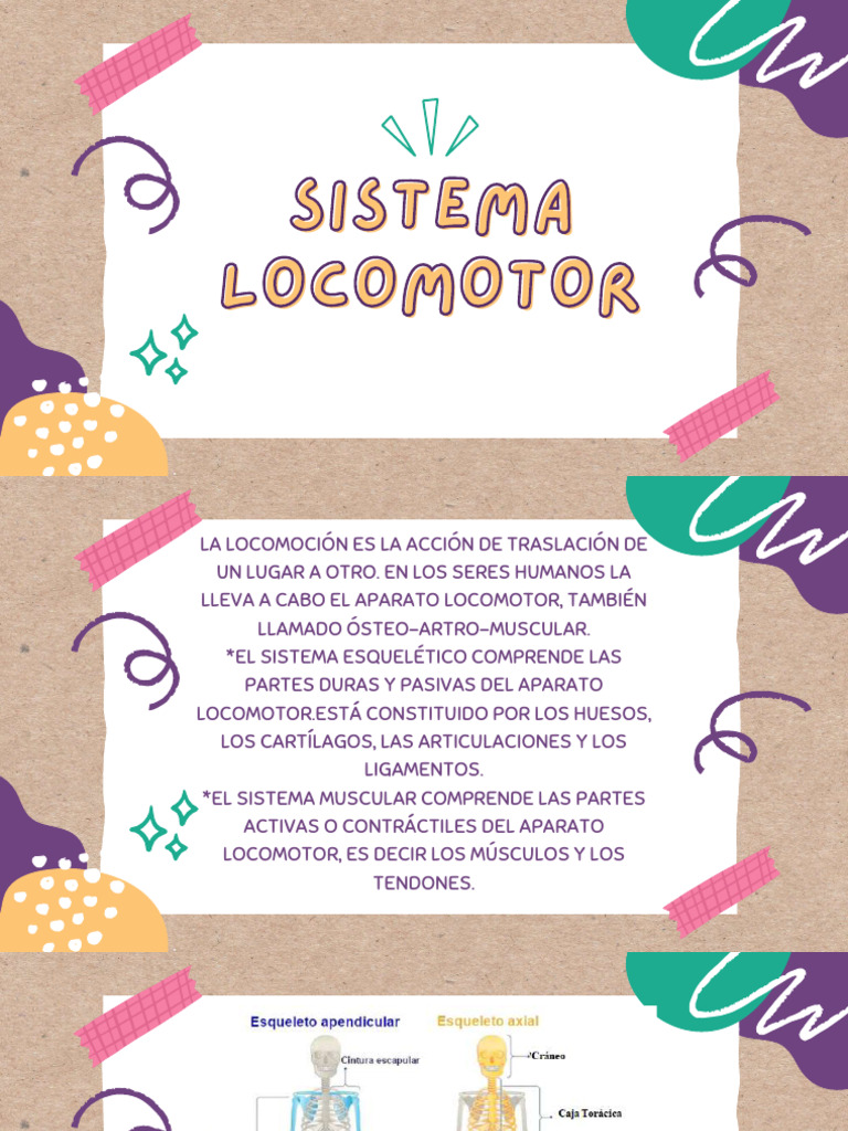 Anatomía del Sistema Locomotor Humano | PDF | Hueso | Músculo