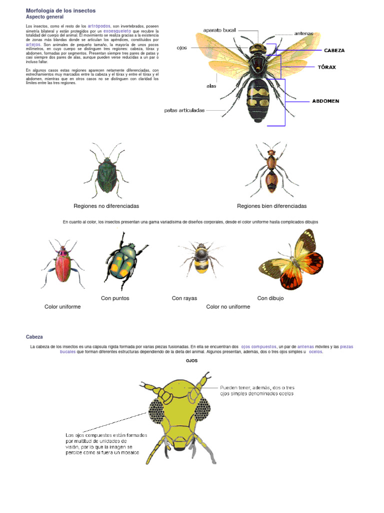 Laboratorio Virtual de Insectos | Descargar gratis PDF | Insectos | Hexapoda