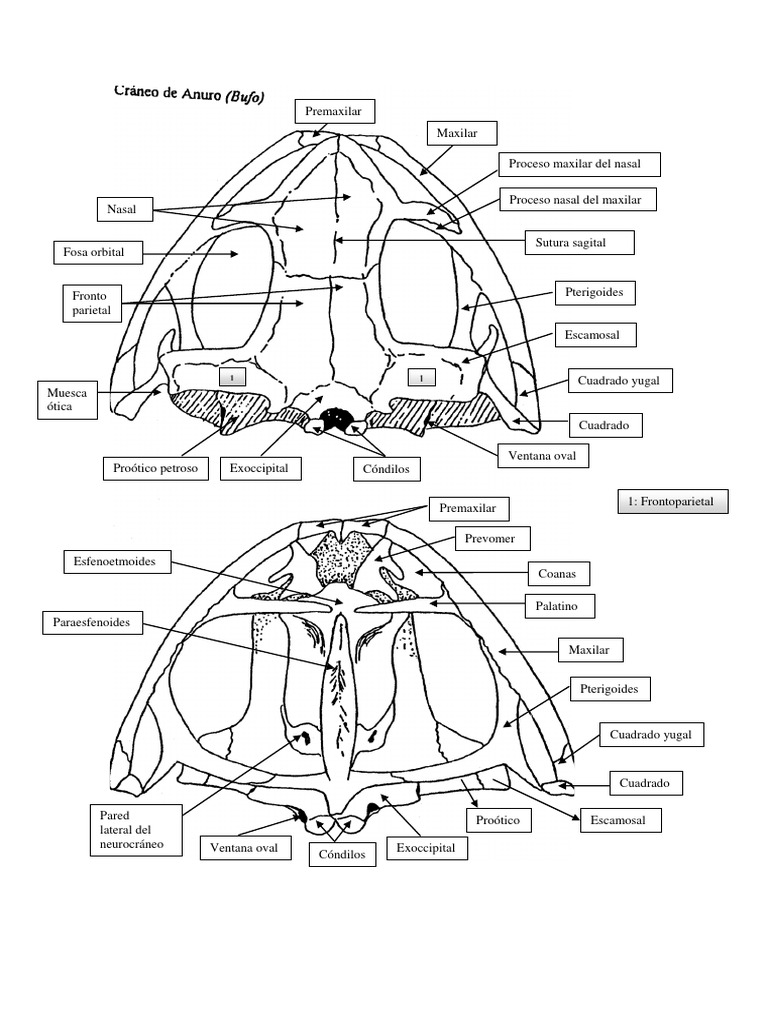 Esquemas Anuro Pdf Sistema Esquelético Anatomía