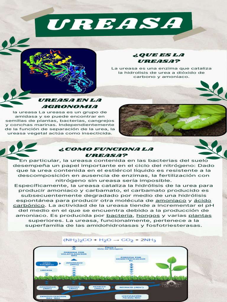 Infografía UREASA FCA CHACON | PDF