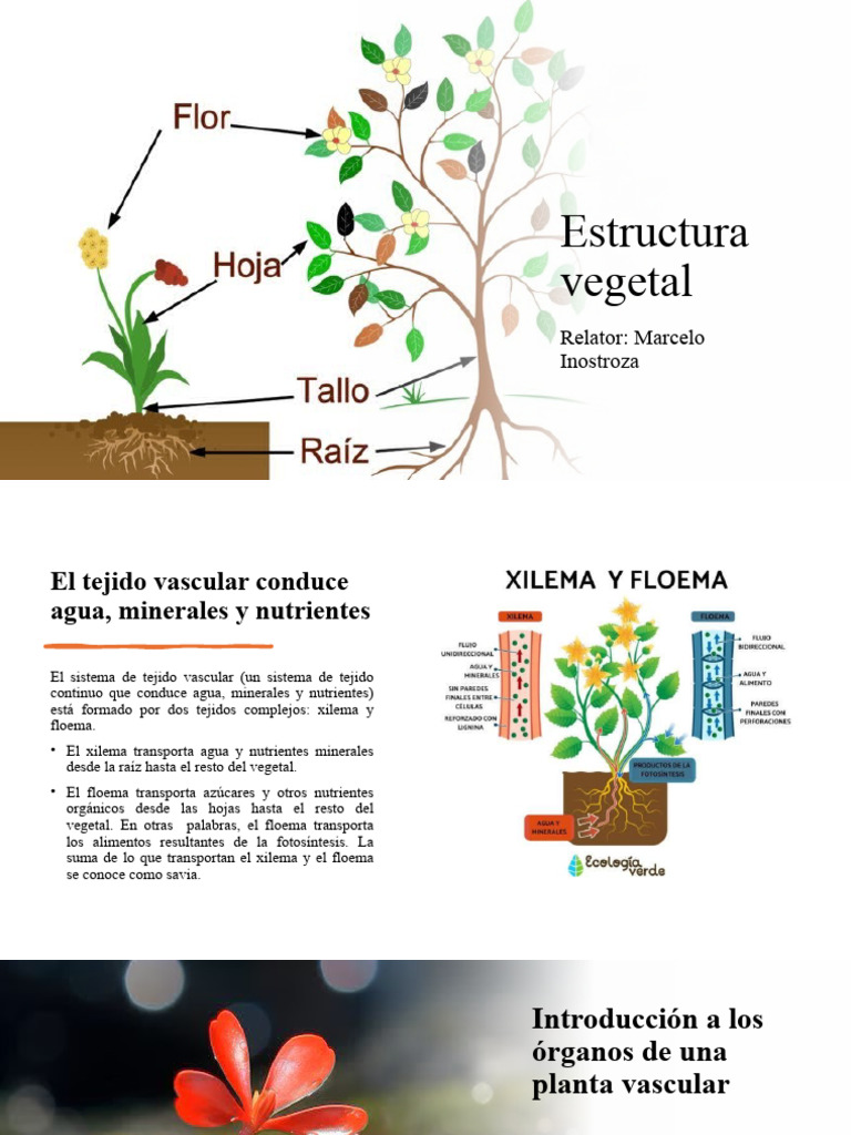 Estructura y funciones de plantas vasculares | PDF | Tallo de la planta ...