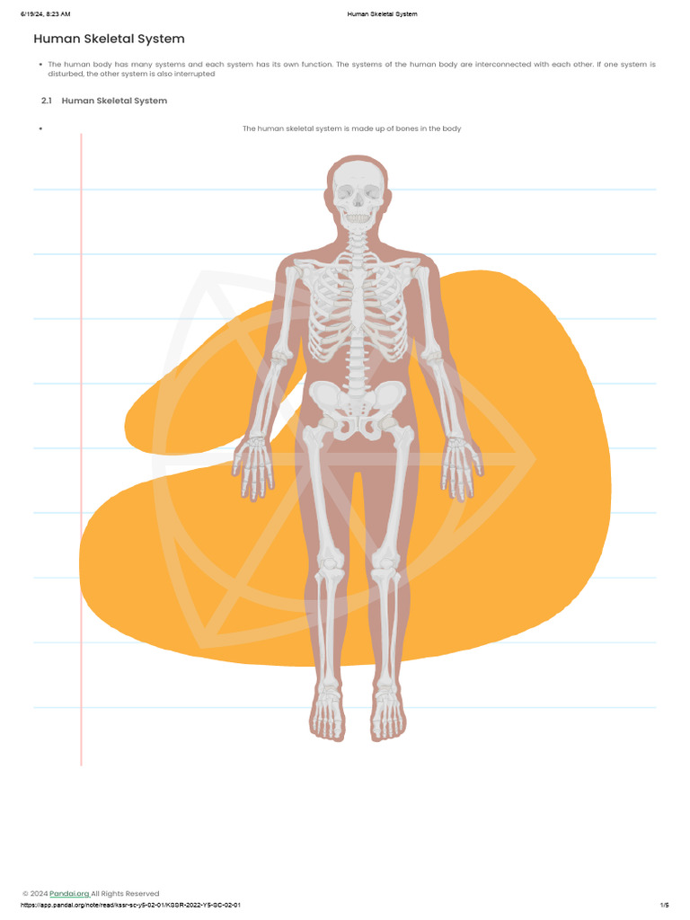 Overview of the Human Skeletal System | PDF | Skeleton | Joint