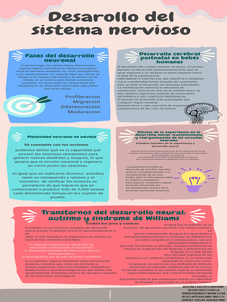 Desarrollo Del Sistema Nervioso | PDF | Neurona | Cerebro