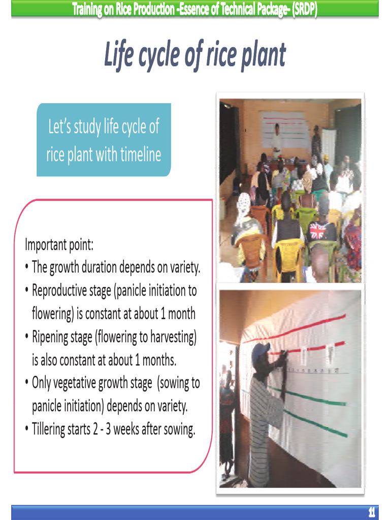 Rice Plant Life Cycle Overview | PDF | Plant Nursery | Sowing