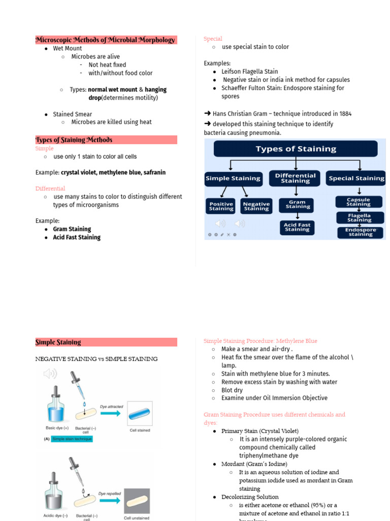 Bacterial Morphology and Microscopic Examination | PDF | Staining | Microscopy