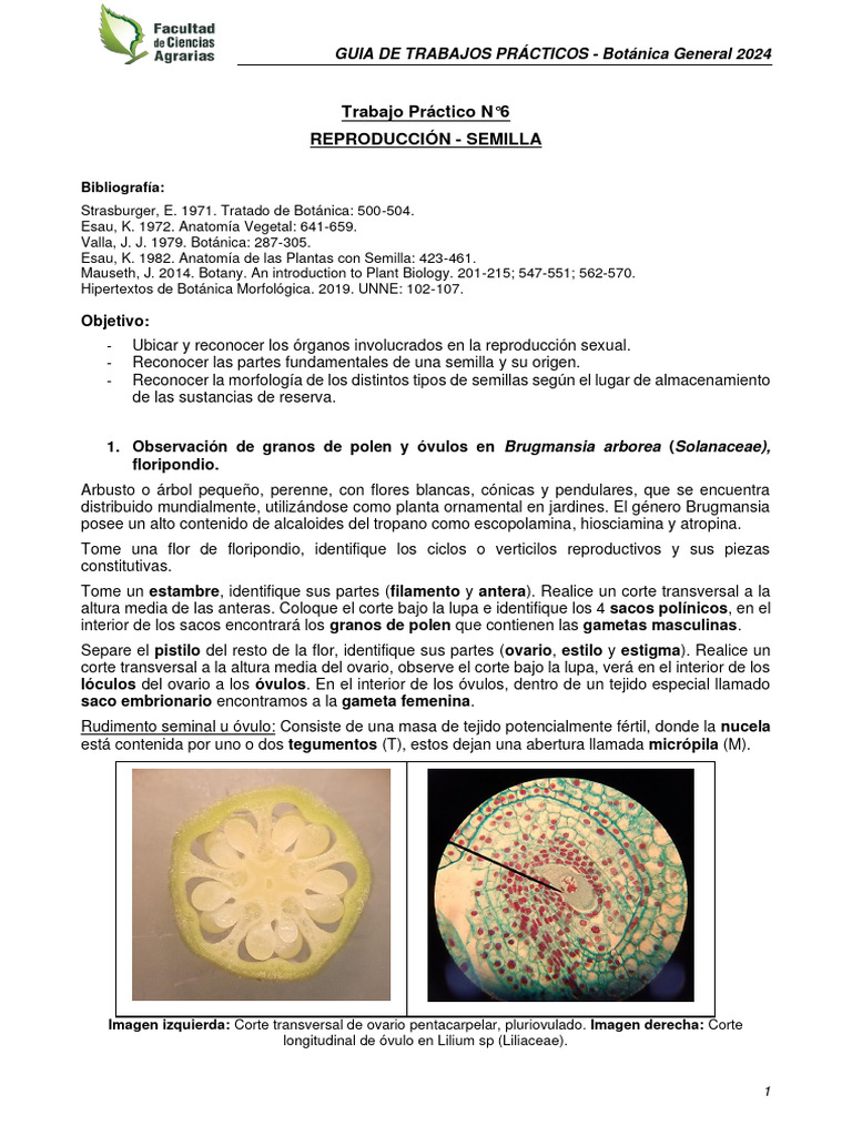GUIA DE TP6 - ReproducciÃ N - Semilla - BG 2024 | PDF | Germinación | Flores
