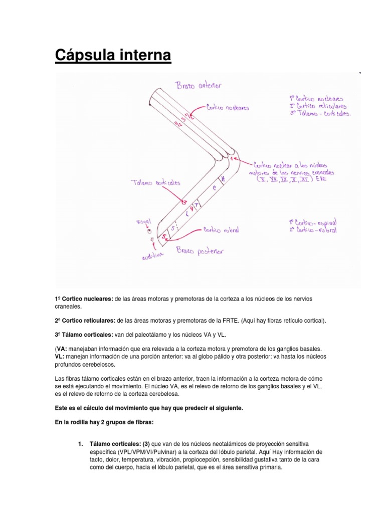 Estructura y Función de la Cápsula Interna | PDF | Corteza cerebral ...