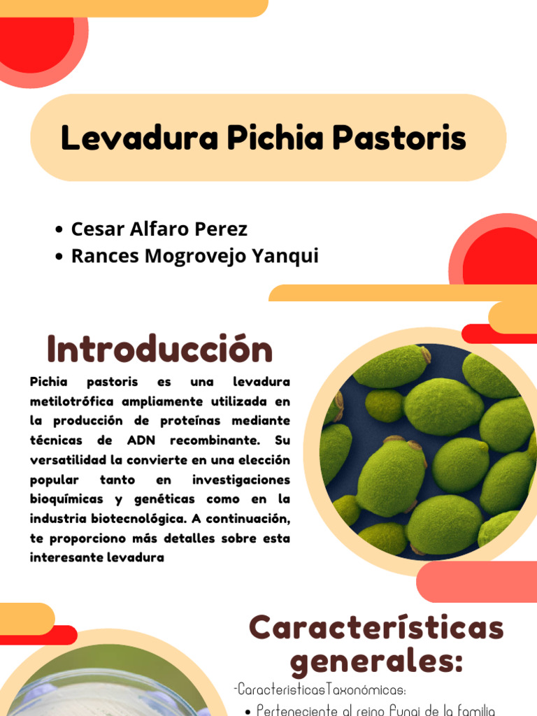 Levadura Pichia Pastoris | PDF | Levadura | ADN recombinante