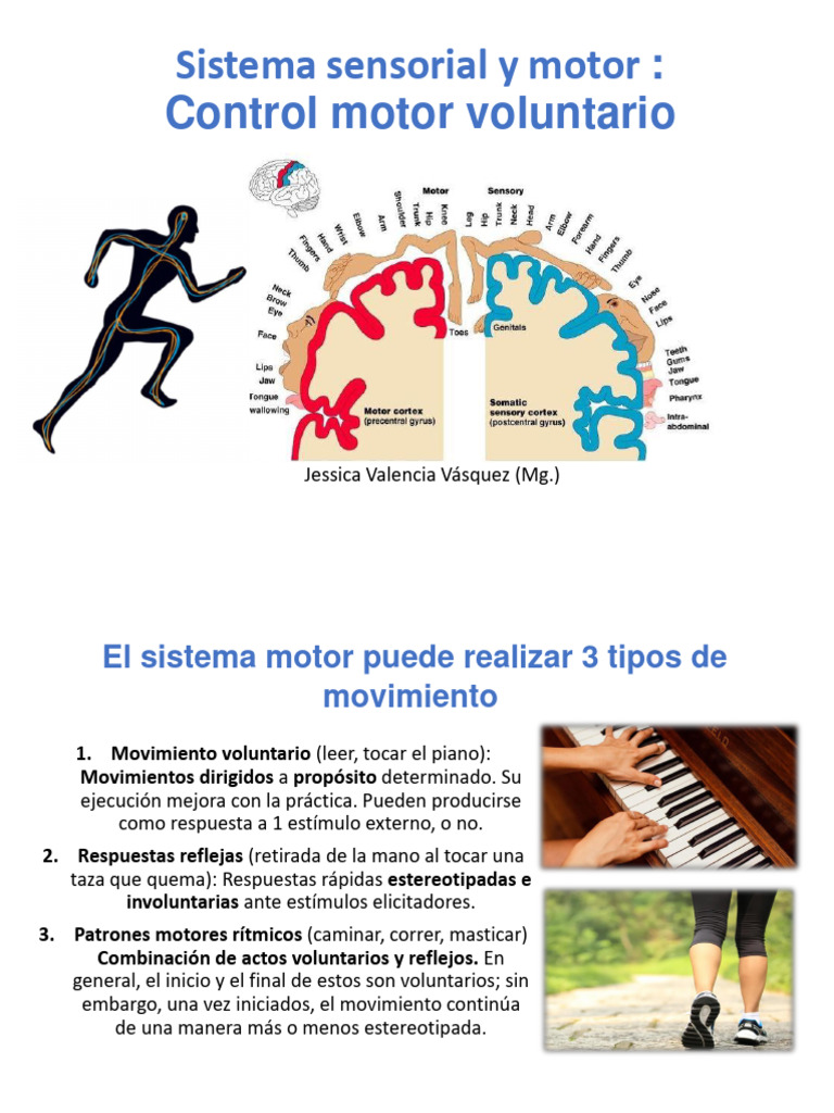 Sistema Motor 2024 | PDF | Cerebelo | Cerebro