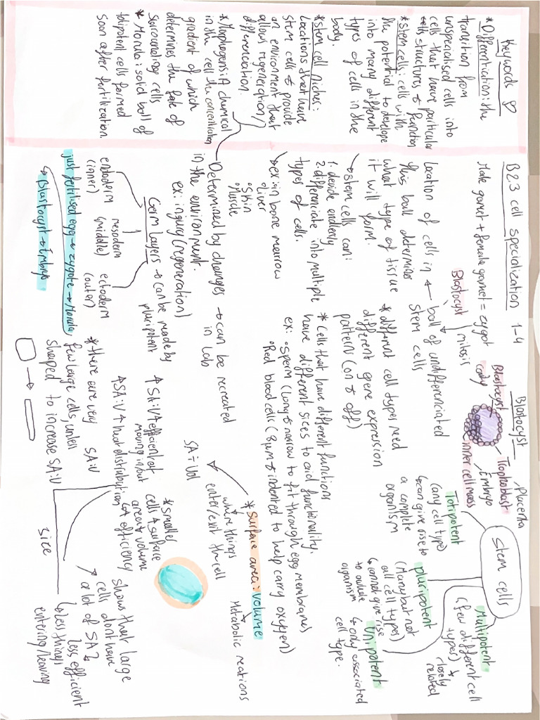 B2.3.1-7 Cell Specialization | PDF