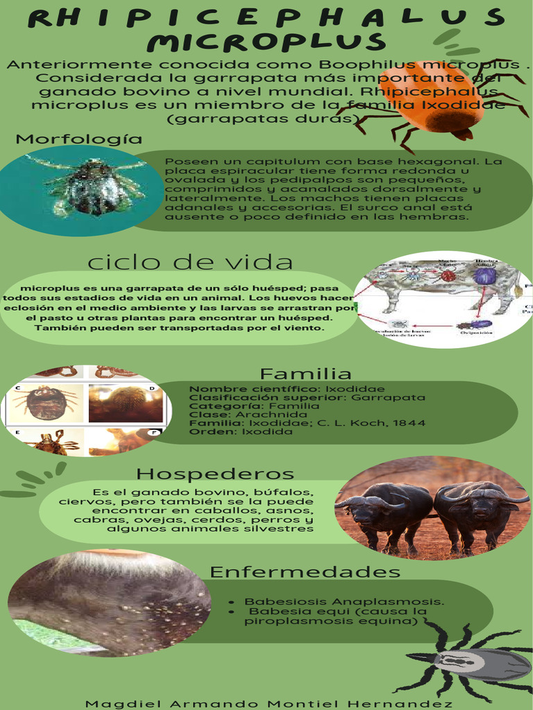 rhipicephalus microplus | PDF