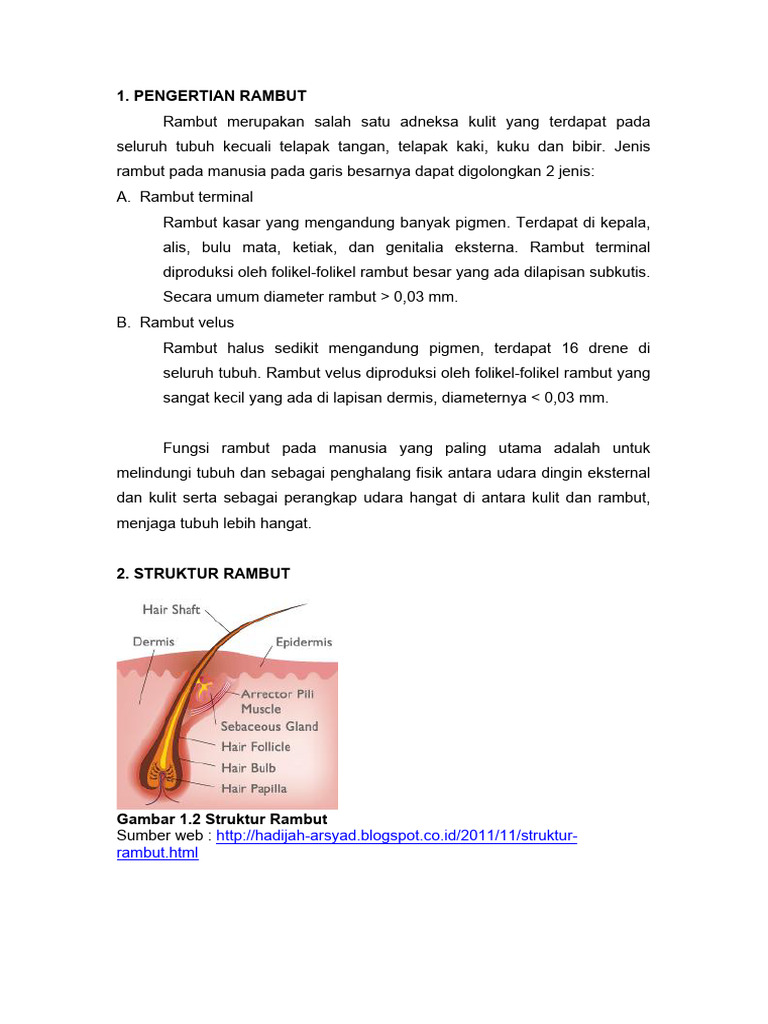 Struktur dan Fungsi Rambut Manusia | PDF | Sains & Matematika