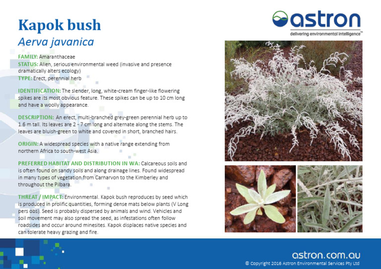 TDZMD Aerva-Javanica 2 | PDF