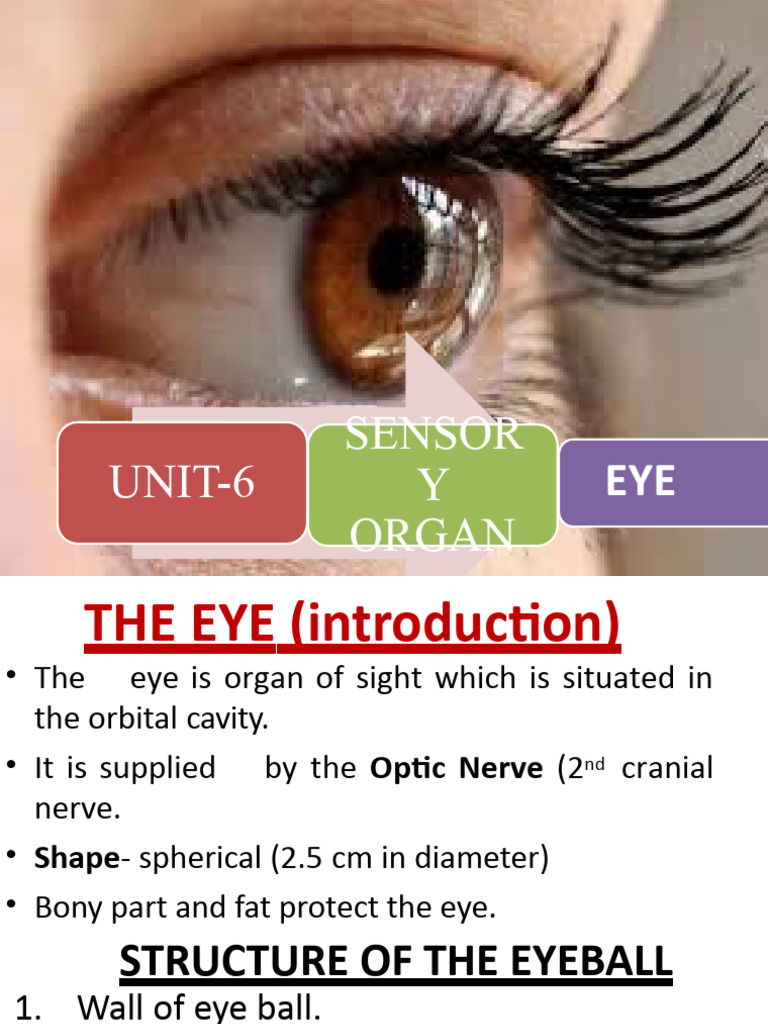 EYE PPT FOR NURSING STUDENTS BY DR.RESHMA AJAY | PDF | Visual System ... EYE PPT FOR NURSING STUDENTS BY DR.RESHMA AJAY | PDF | Visual System ...