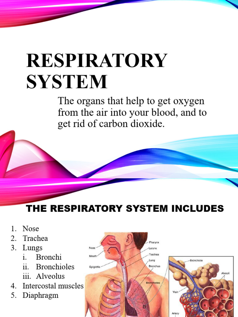 Introduction To Respiration | Download Free PDF | Respiratory Tract | Lung