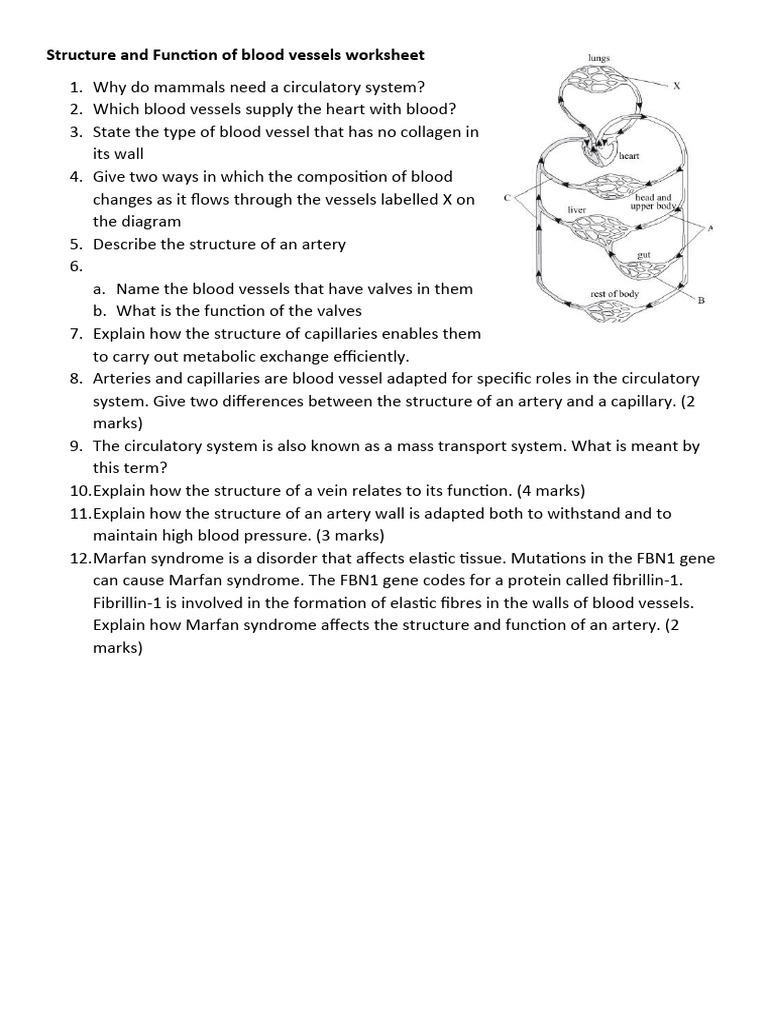 Lesson 3 - Blood Vessels Worksheet | PDF | Artery | Blood Vessel