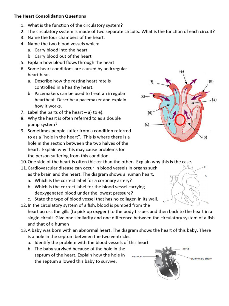 Lesson 4 - The Heart Structure Worksheet | PDF | Heart | Atrium (Heart)
