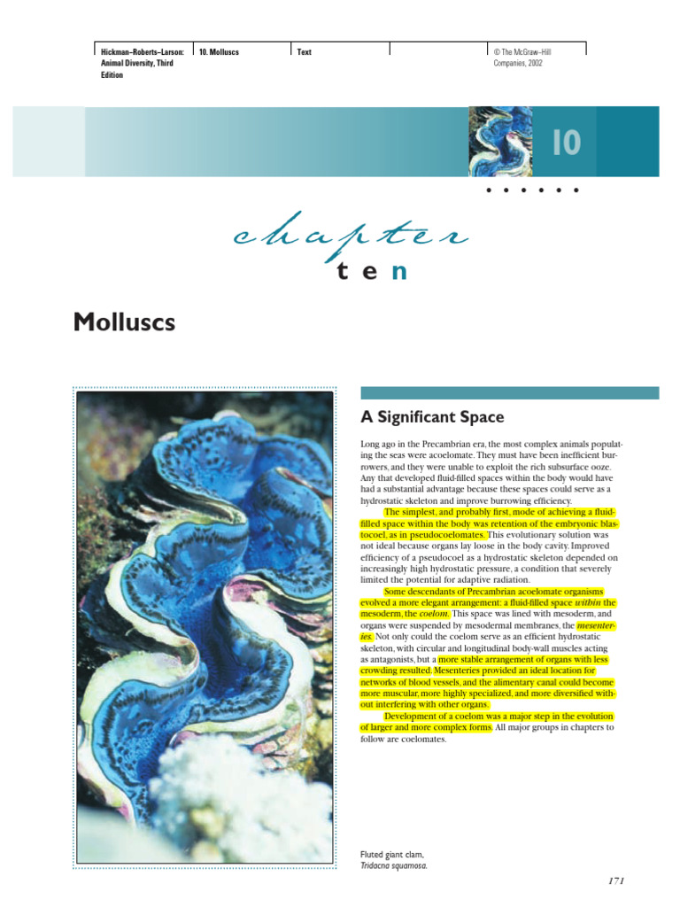 Molluscs | PDF | Mollusca | Bivalvia