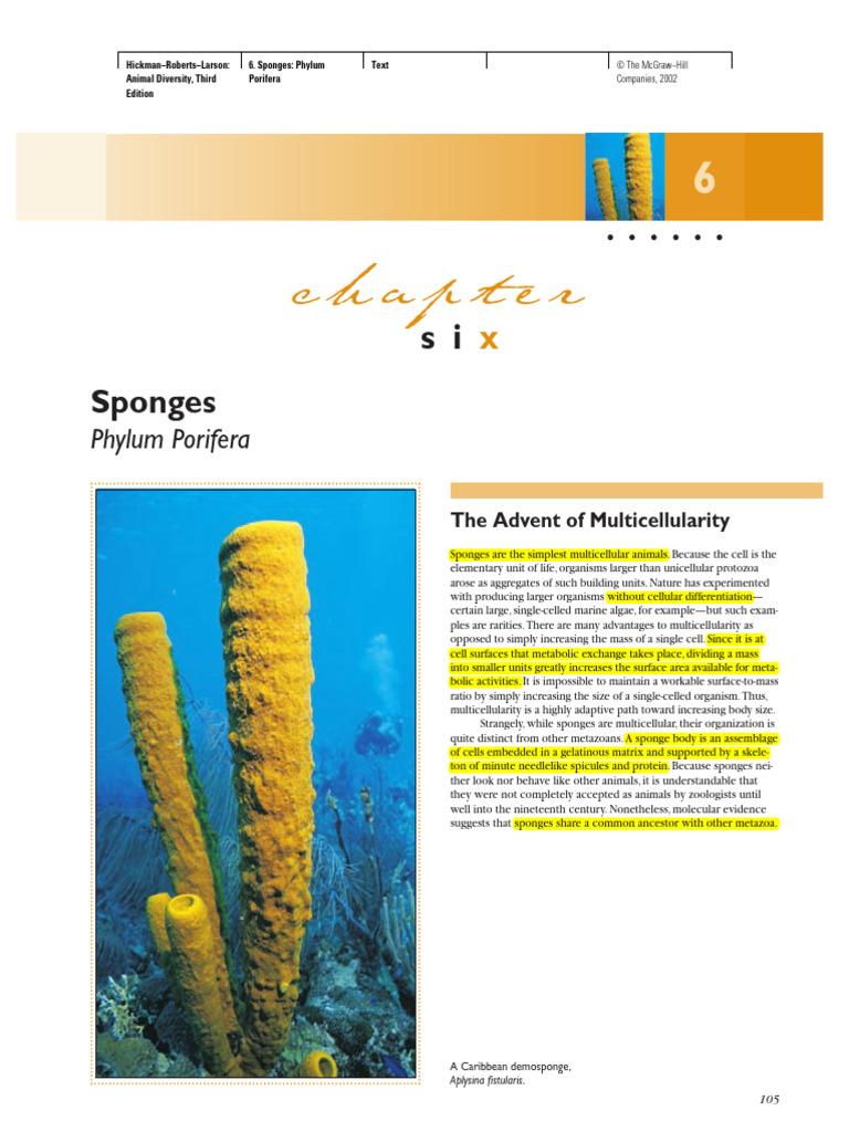 Porifera | Download Free PDF | Sponge | Biology