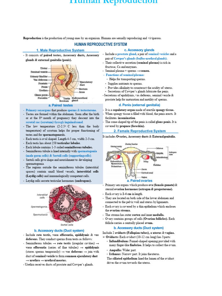 CH2 Notes | PDF | Menstrual Cycle | Luteinizing Hormone