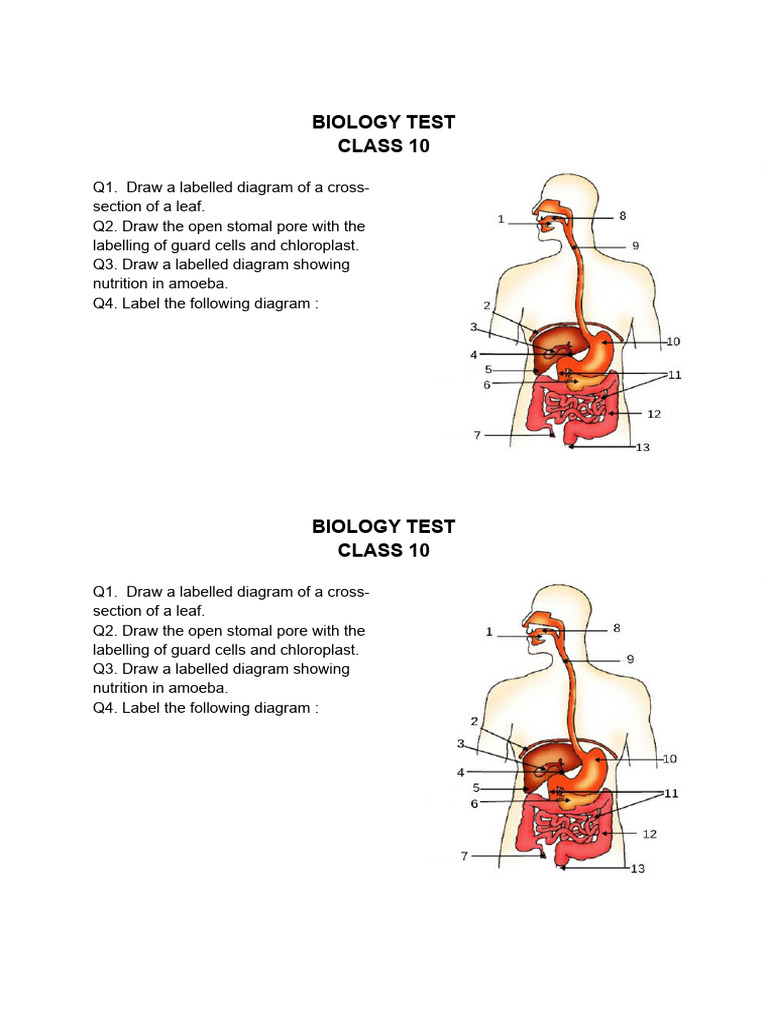 Class 10 Biology Test Diagrams | PDF