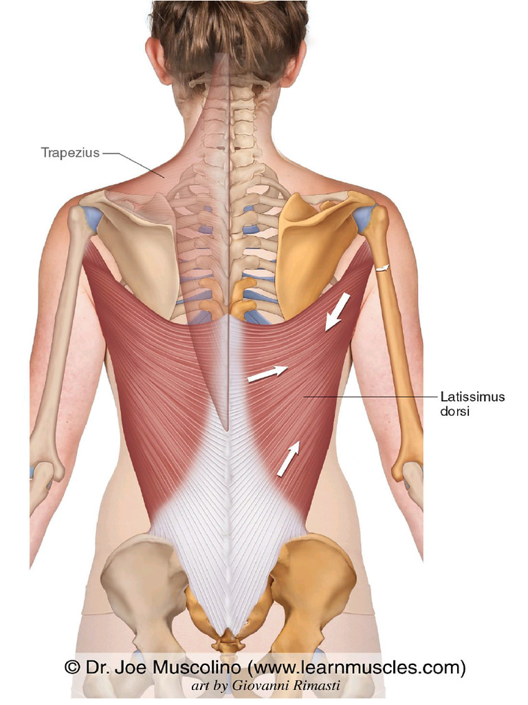 Anatomy Assignment | PDF