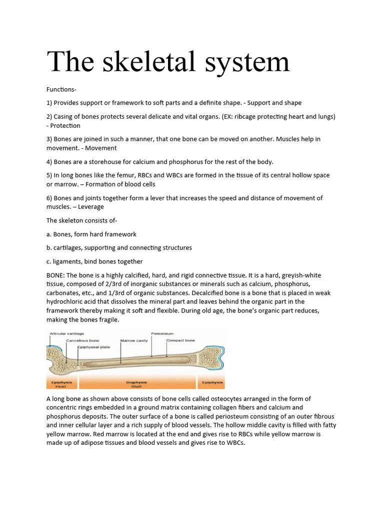 The Skeletal System | PDF | Vertebra | Vertebral Column