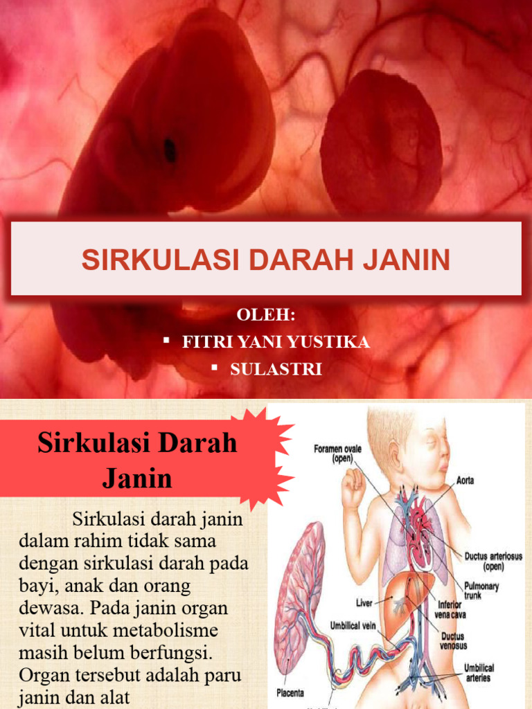 Tugas Buat Lembar Balik Sirkulasi - Darah - Janin | PDF