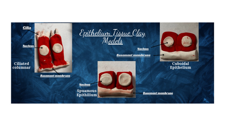 Biology Clay Models (1) | PDF